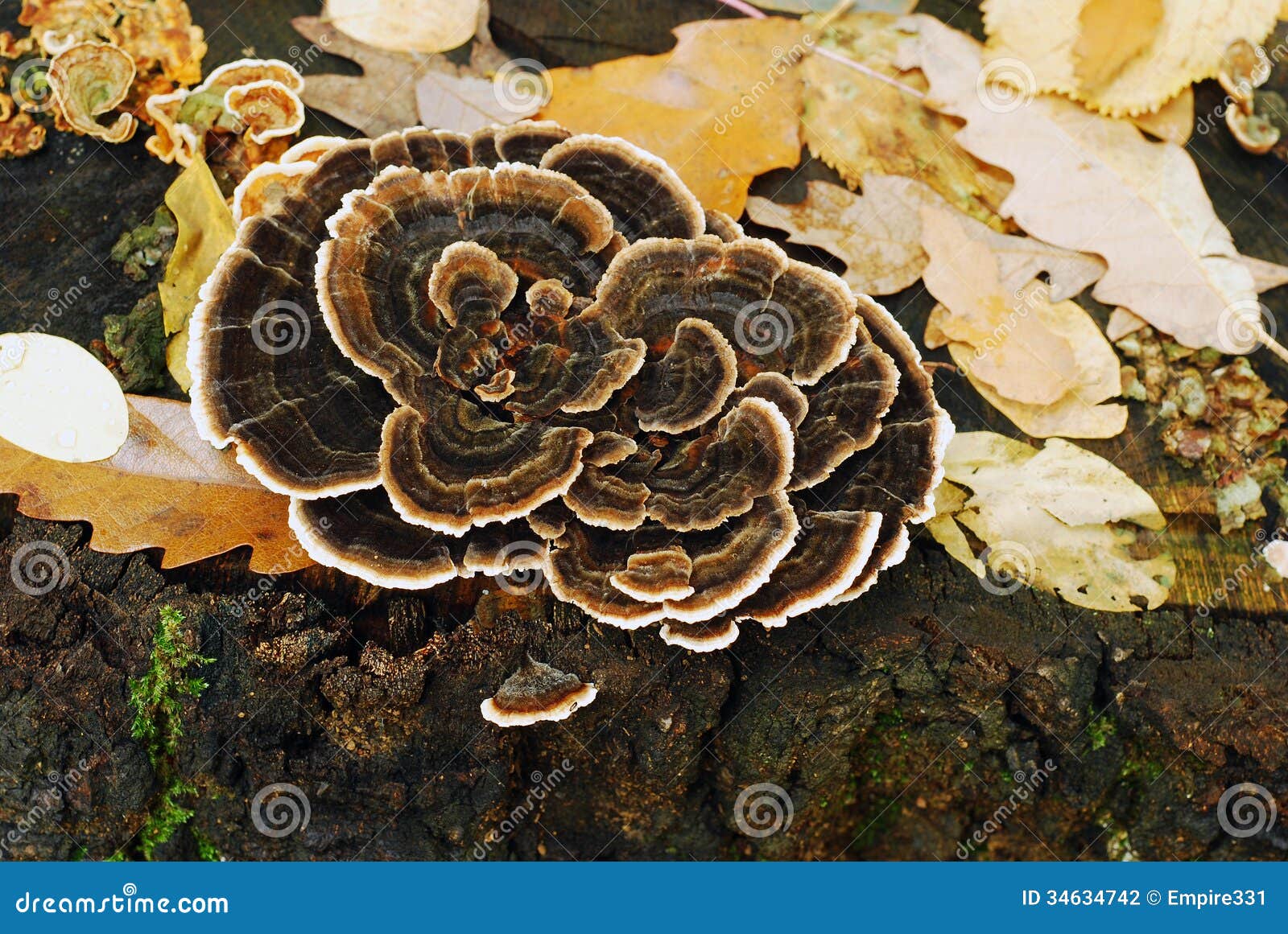 Trametes Versicolor, Also Known As Coriolus Versicolor And Polyporus ...