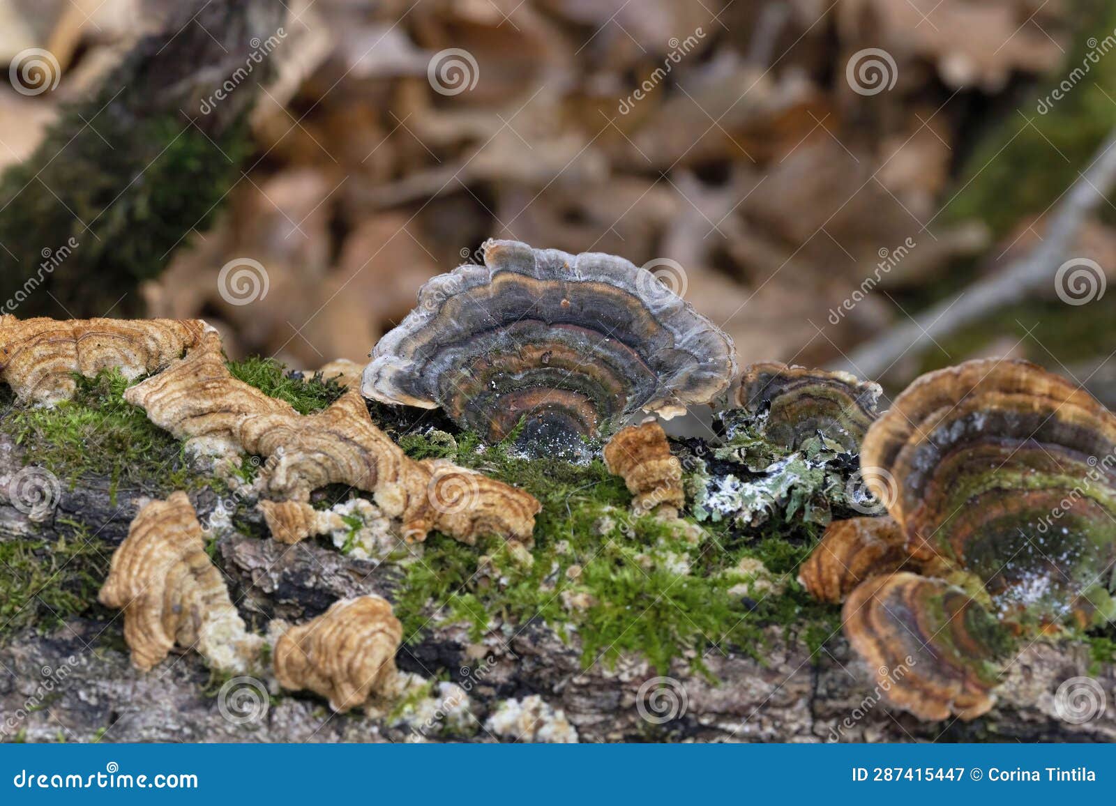 Trametes Versicolor is a Very Common Mushroom with Medicinal Effects ...
