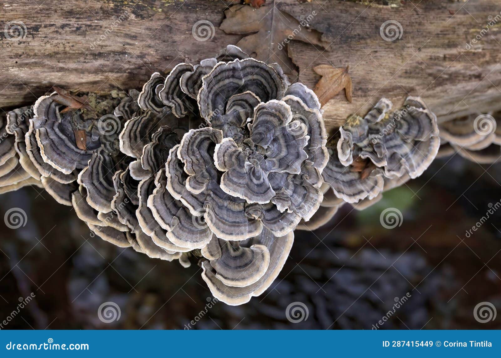 Trametes Versicolor is a Very Common Mushroom with Medicinal Effects ...