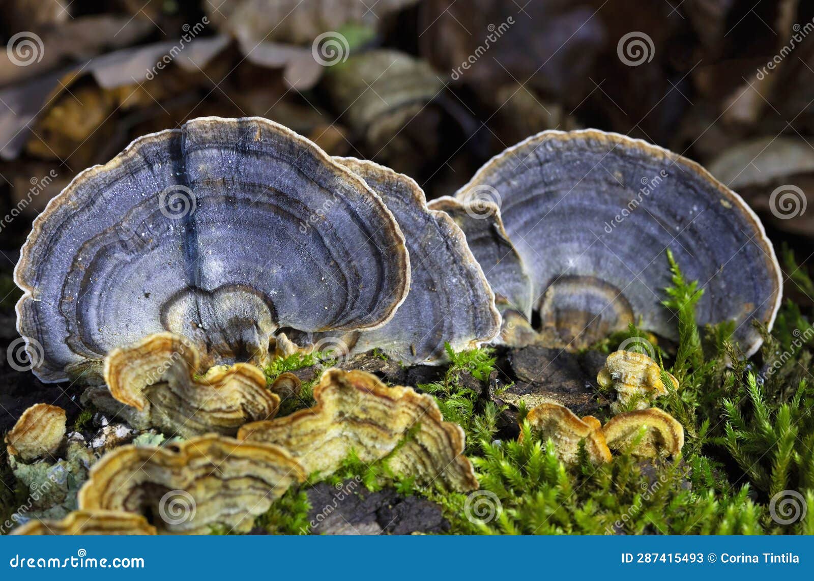 Trametes Versicolor is a Very Common Mushroom with Medicinal Effects ...
