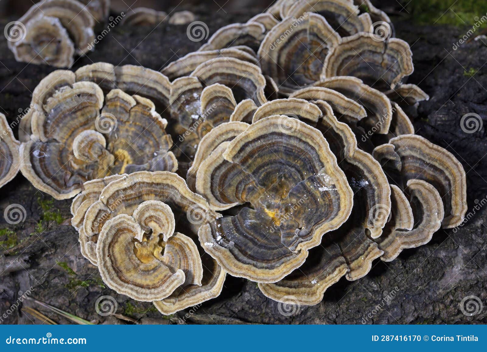 Trametes Versicolor is a Very Common Mushroom with Medicinal Effects ...