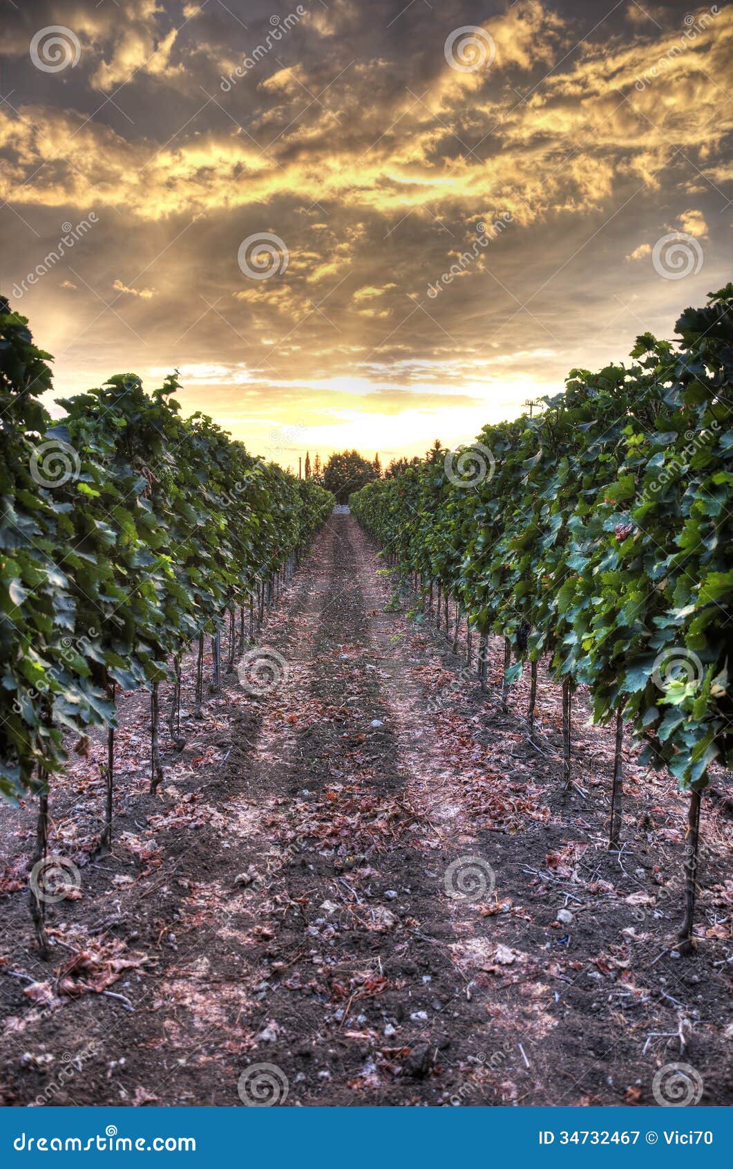 Tramonto Di Hdr Su Una Vigna Immagine Stock - Immagine di pianta ...