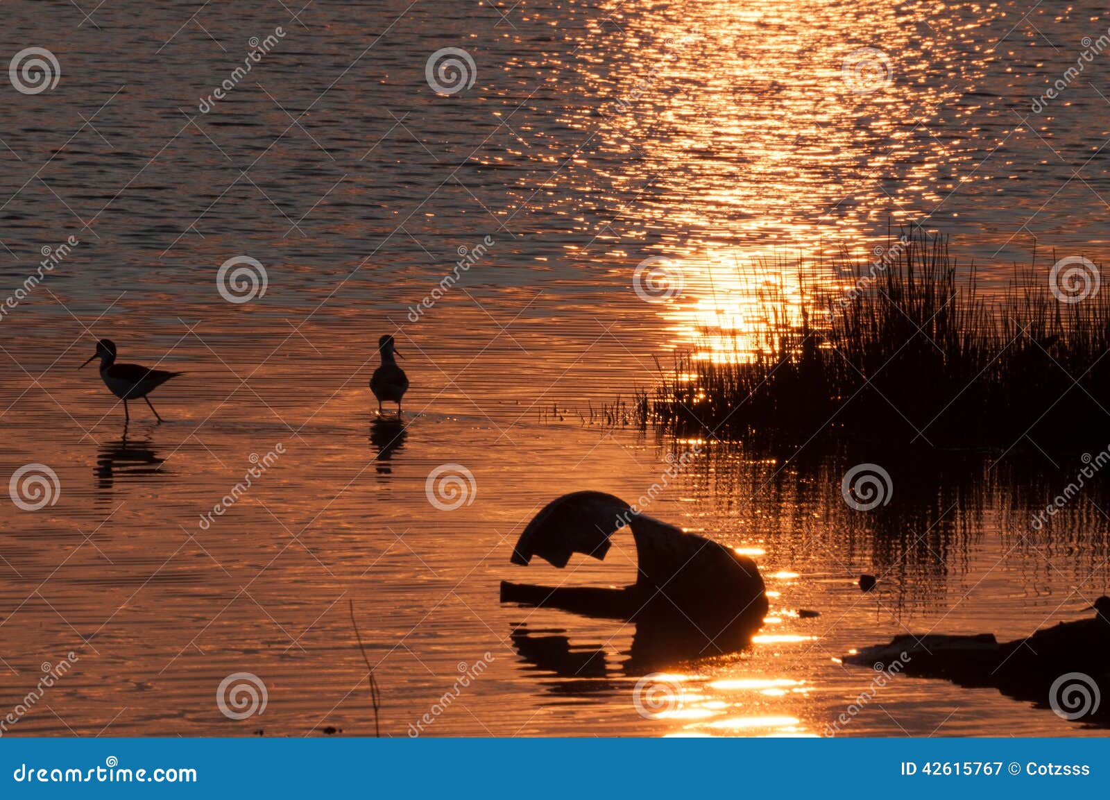 Tramonto, Uccelli in Acqua E Secchio Rotto Immagine Stock - Immagine di ...