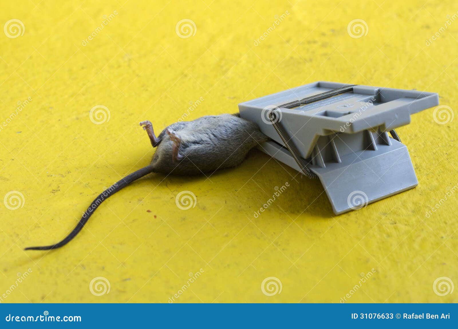 Trampa del ratón imagen de archivo. Imagen de avaricia - 31076633