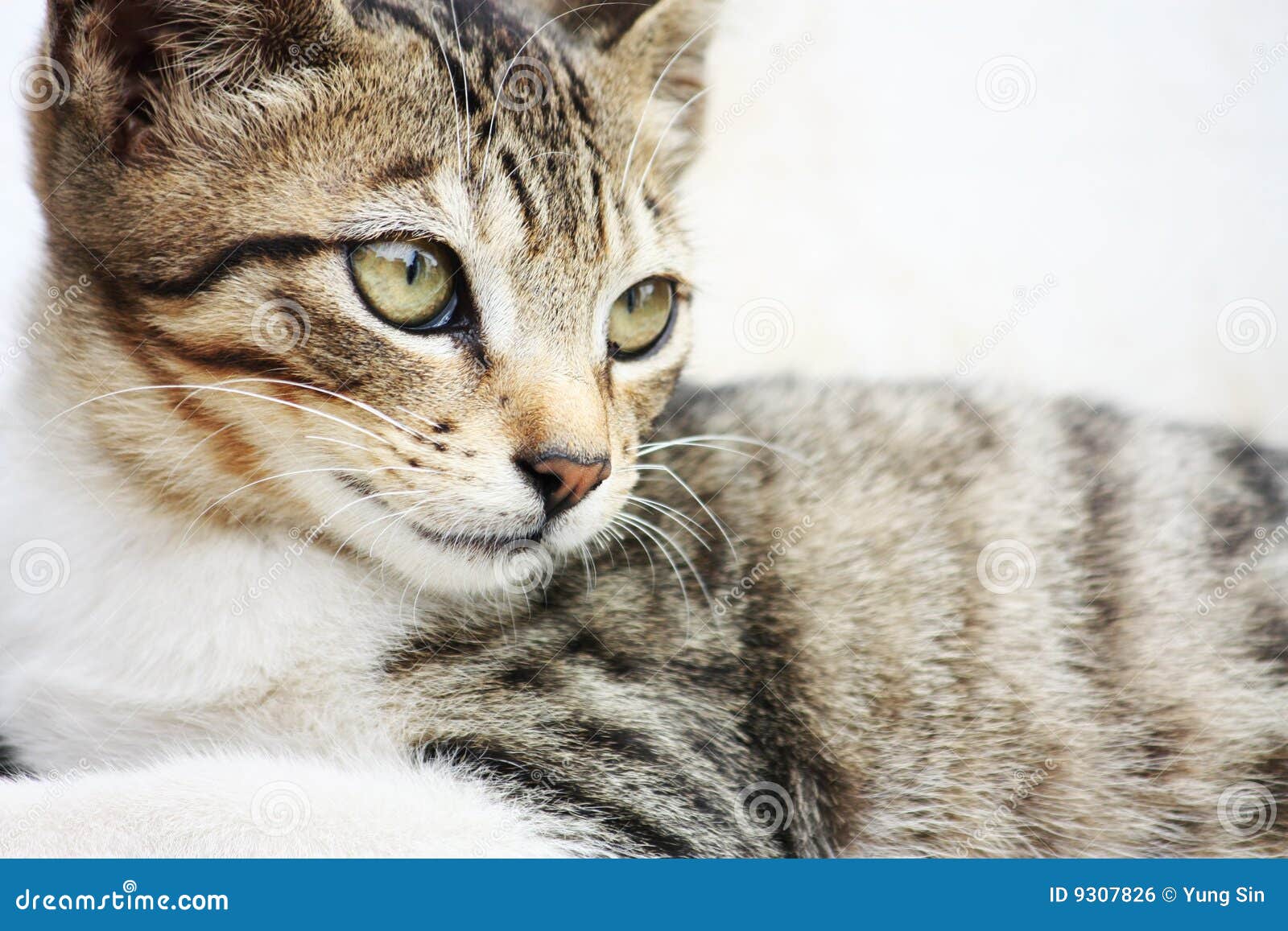 Tramped cat in the street stock photo. Image of colourful - 9307826