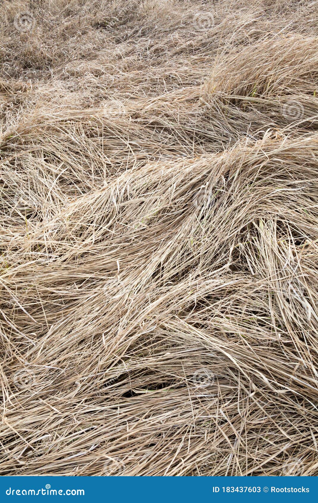 Trampled Dry Grass in the Field Stock Image - Image of dingy, garden ...