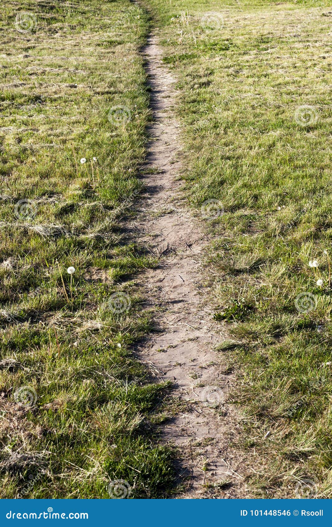 Path on the lawn stock photo. Image of clipping, grass - 101448546