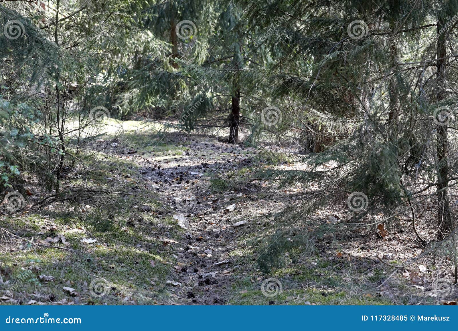 The Trampled Path Leads through the Forest Stock Image - Image of pine ...