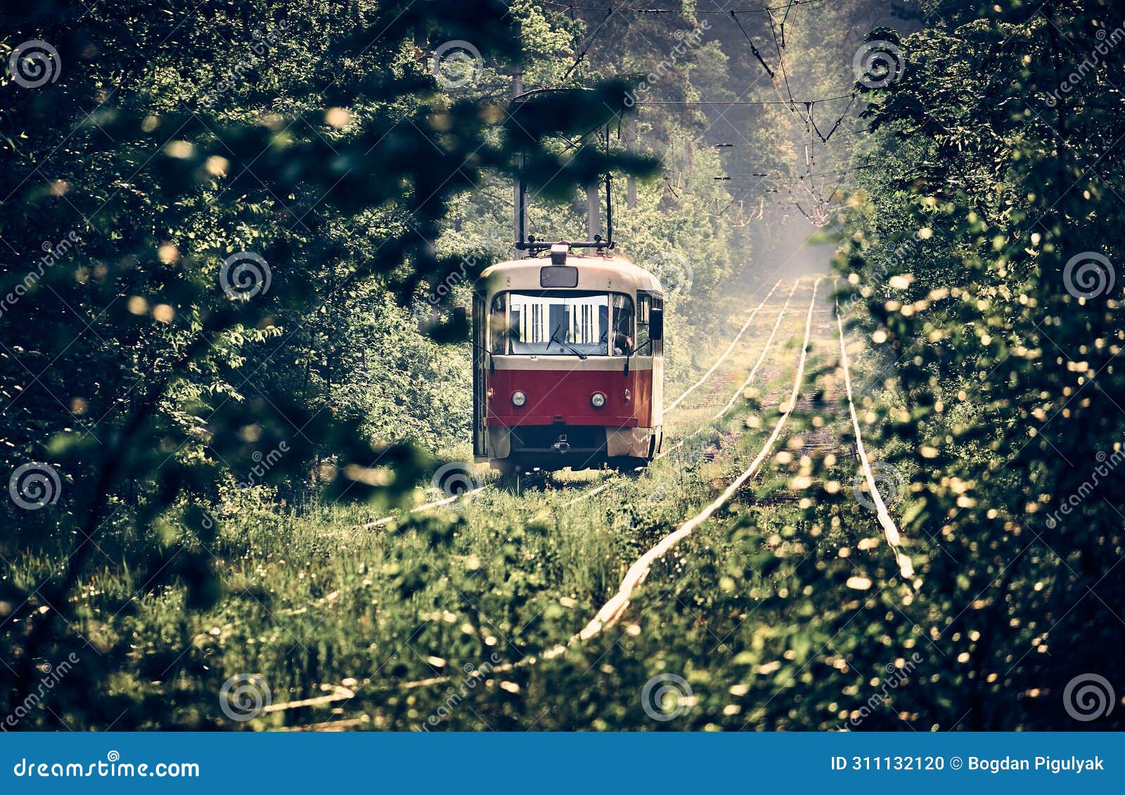 A Tramway in Nature. Iron Rails in the Forest Stock Photo - Image of ...