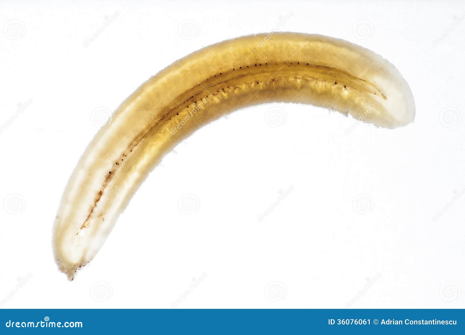 Tranche Transversale Mince De Banane Sans Peau Image stock - Image du ...