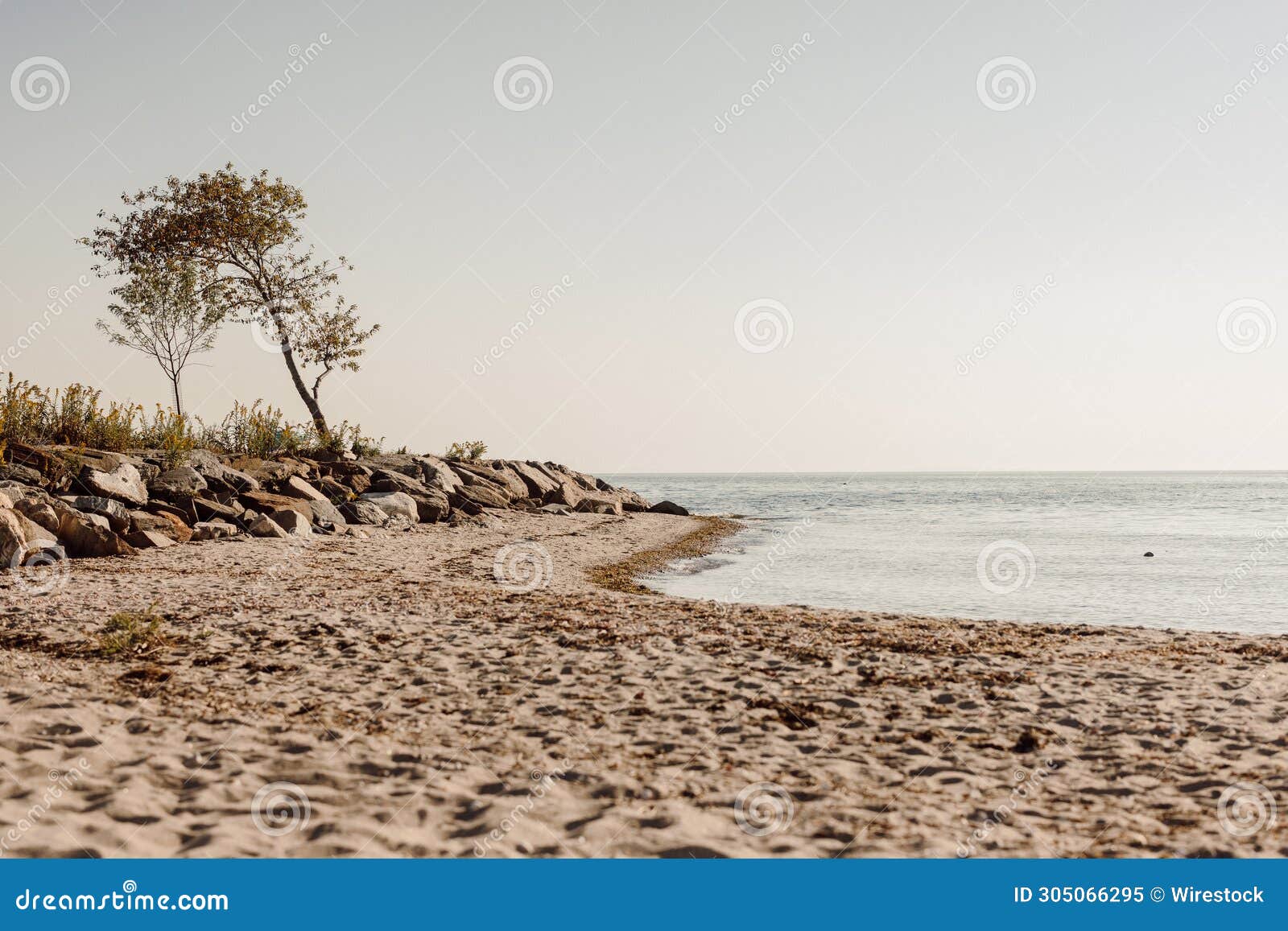 A Sandy Shore Line with Small Trees, Sand and Rocks Stock Image - Image ...