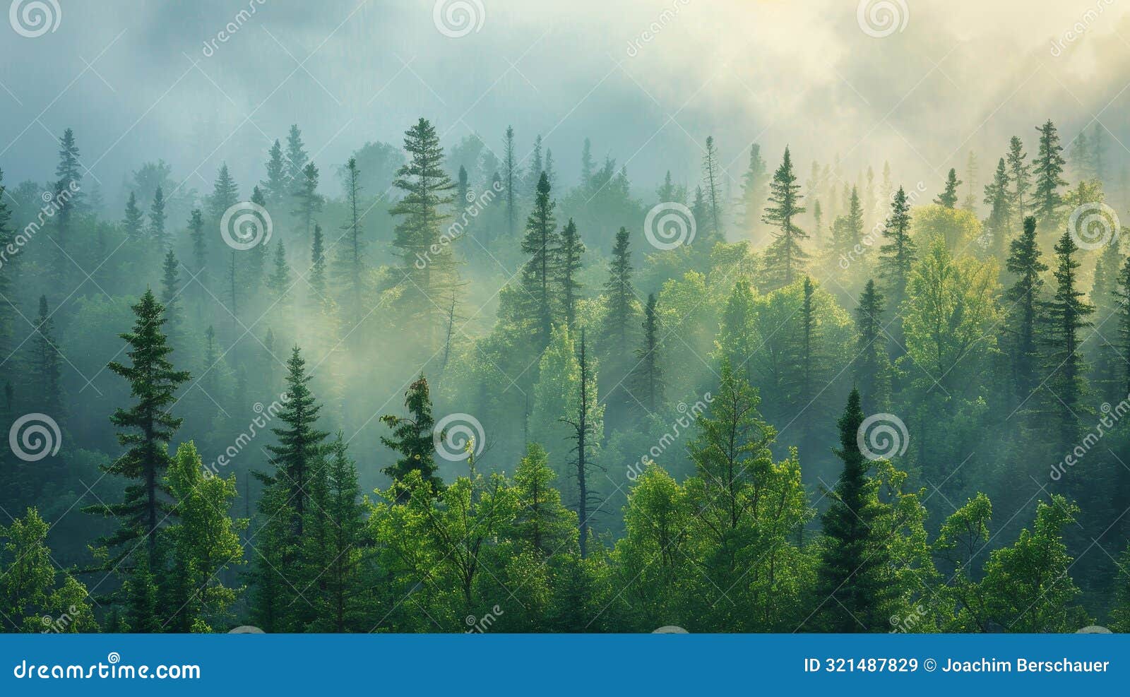 Tranquil Boreal Forest At Twilight With Towering Conifers In A Light ...