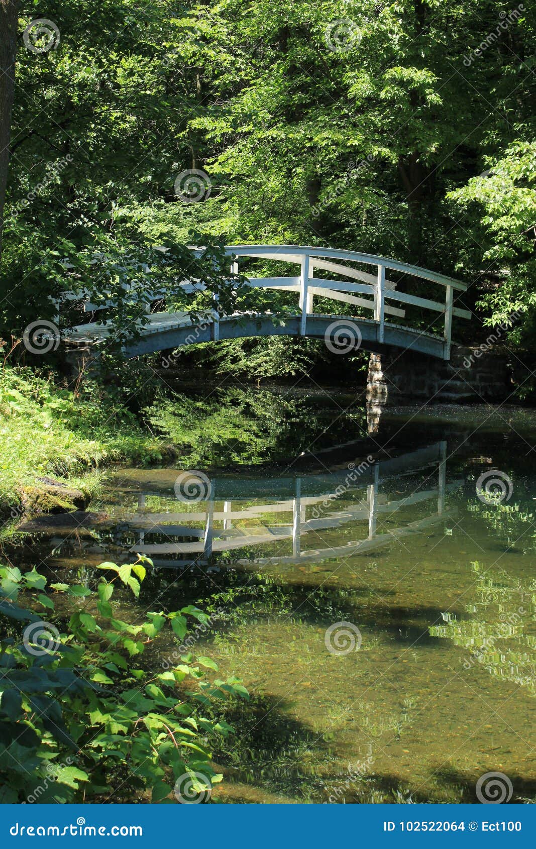 Tranquil bridge stock photo. Image of wildlife, woods - 102522064