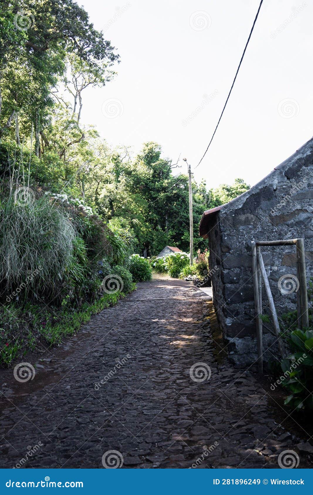 Tranquil Country Pathway Lined with Tall Trees on Both Sides. Stock ...
