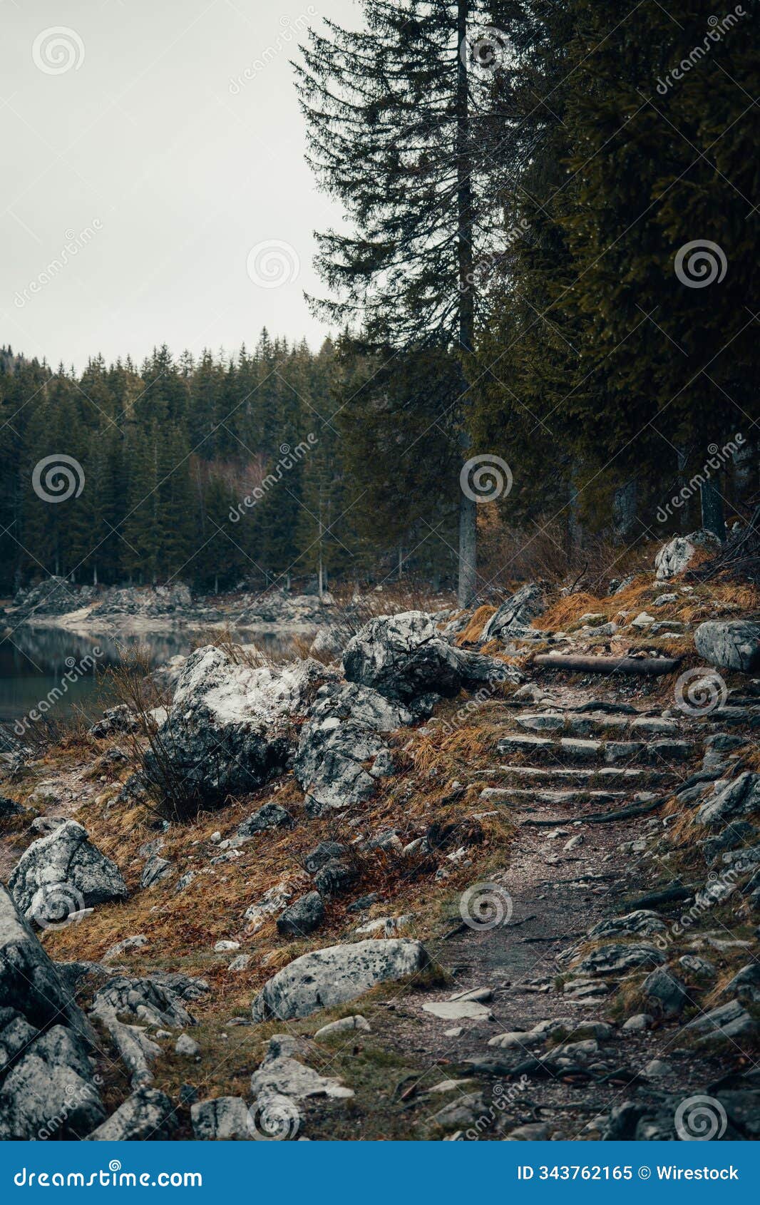 Tranquil Forest Path with Pine Trees Stock Image - Image of path, calm ...