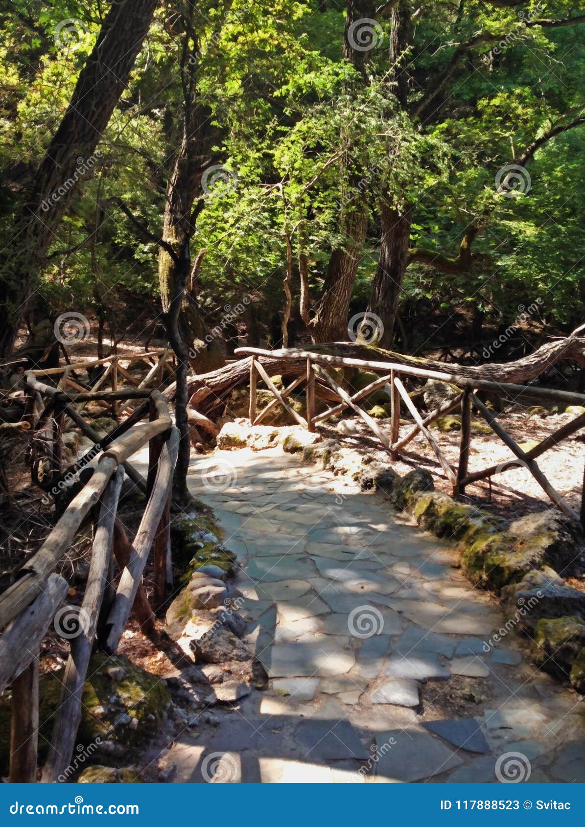 Tranquil Forest Path stock image. Image of peaceful - 117888523
