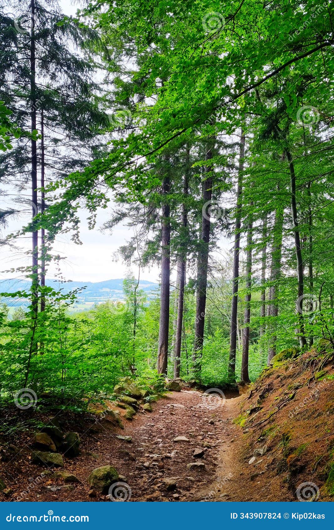 Tranquil Forest Pathway in Lush Greenery for Nature Retreat Concepts ...