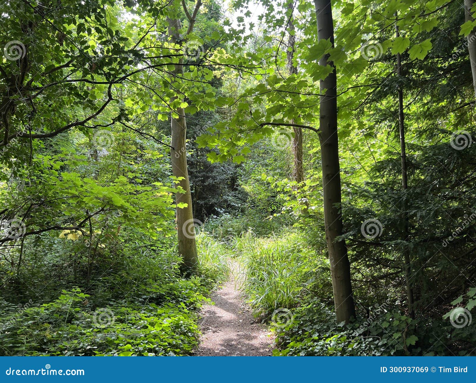 Tranquil Forest Pathway Surrounded by Lush Green Foliage Stock Image ...