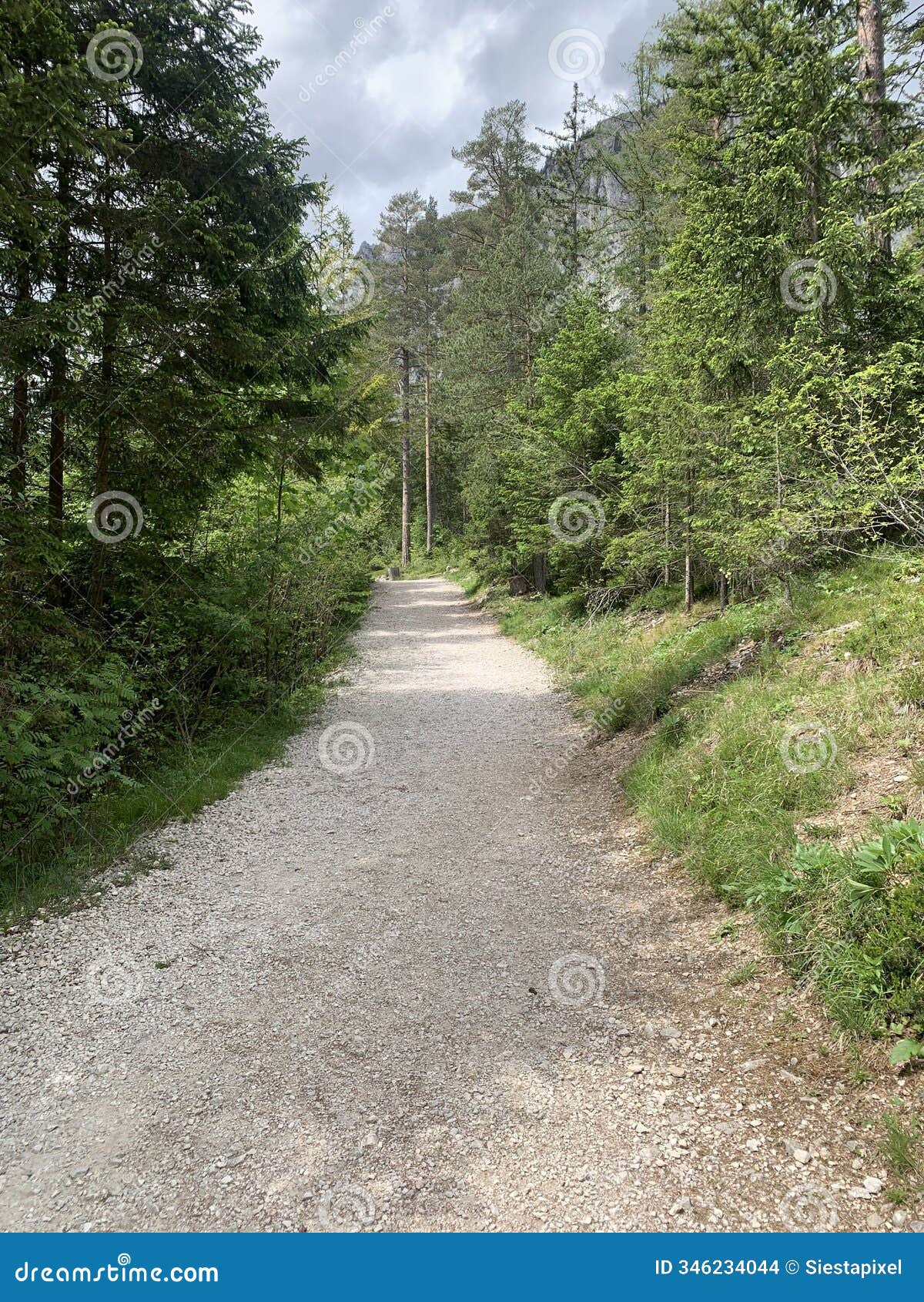 Tranquil Forest Pathway Surrounded by Lush Greenery and Tall Trees. Stock Photo - Image of lush ...