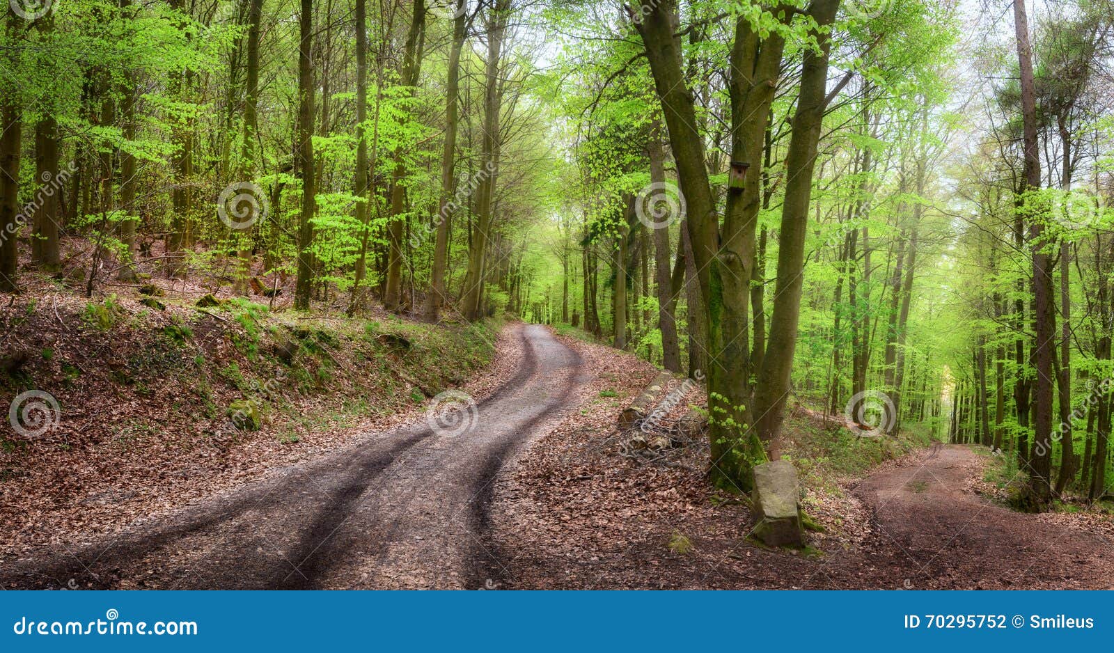 Tranquil forest scenery stock photo. Image of foliage - 70295752