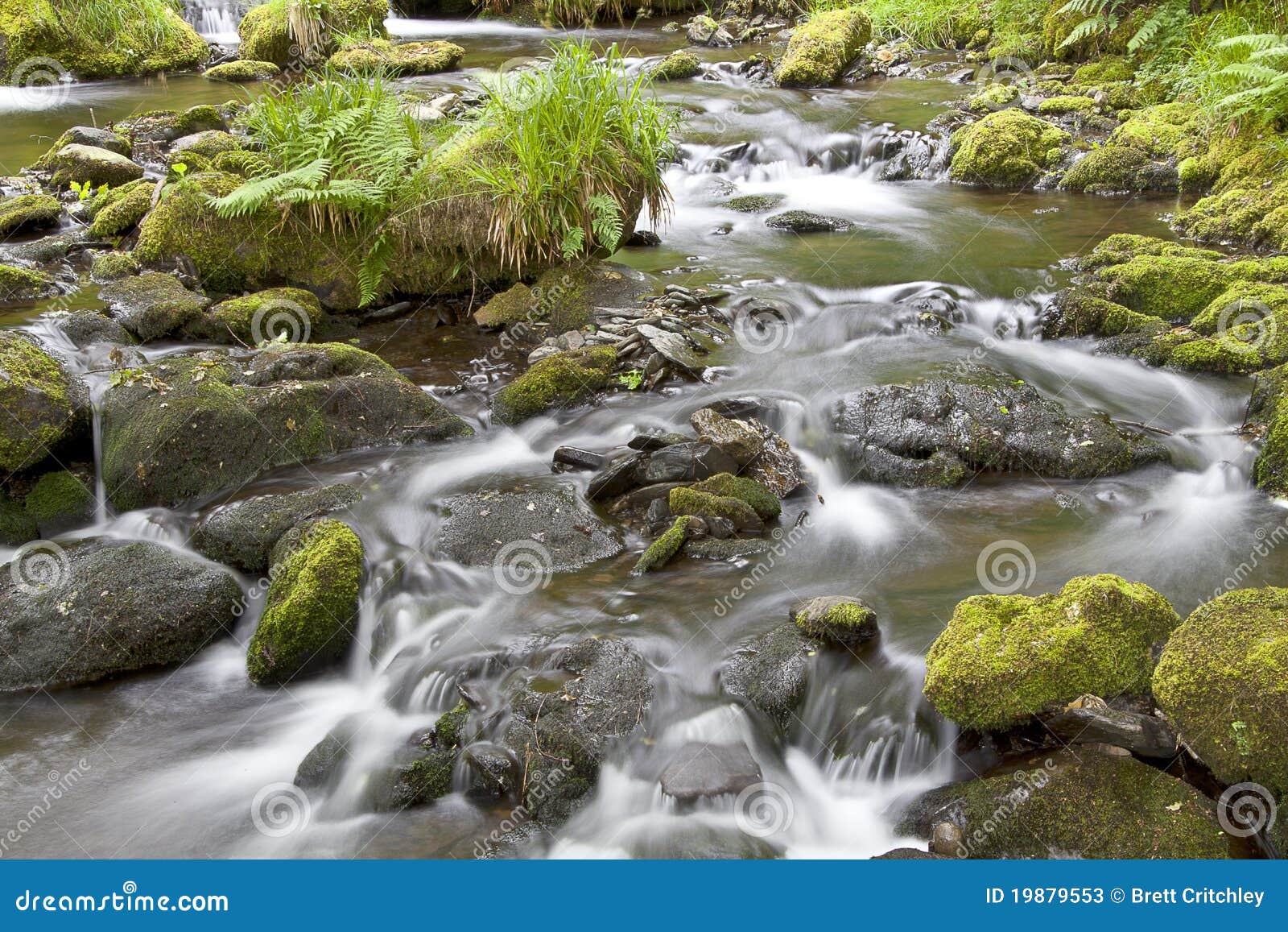 Tranquil forest stream stock image. Image of spring, fresh - 19879553