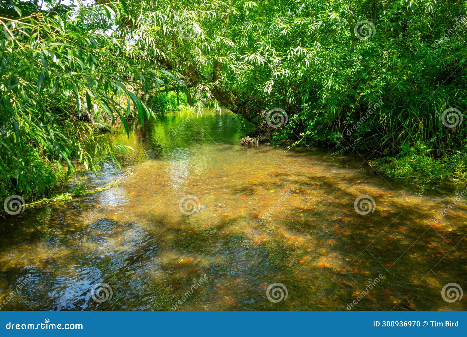 Tranquil Forest Stream Surrounded by Lush Greenery Stock Photo - Image ...