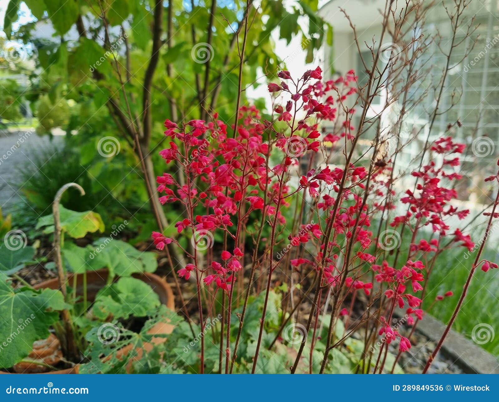 A Various Types of Potted Heuchera Blood-red Plants on a Paved Surface ...
