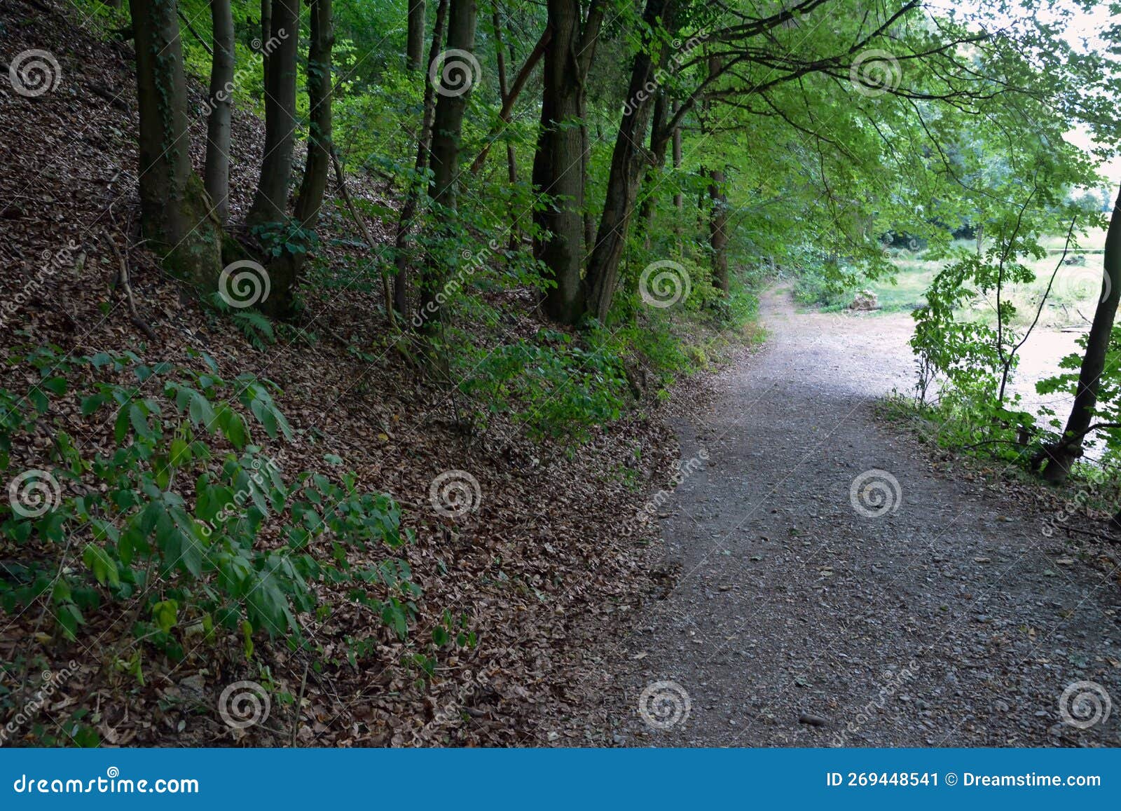 Tranquil Green Forest with a Small Dirt Footpath between Hills with ...
