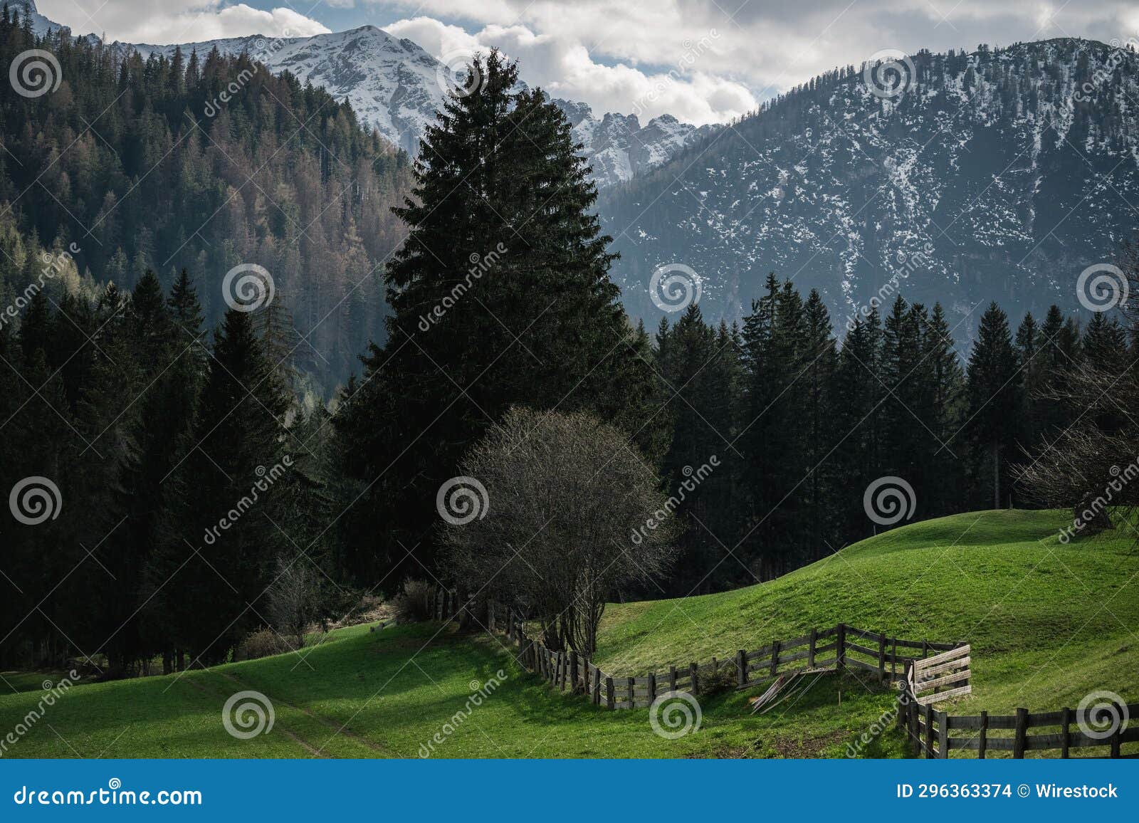 The Trees Line this Path through the Grassy Field Toward a Mountain ...