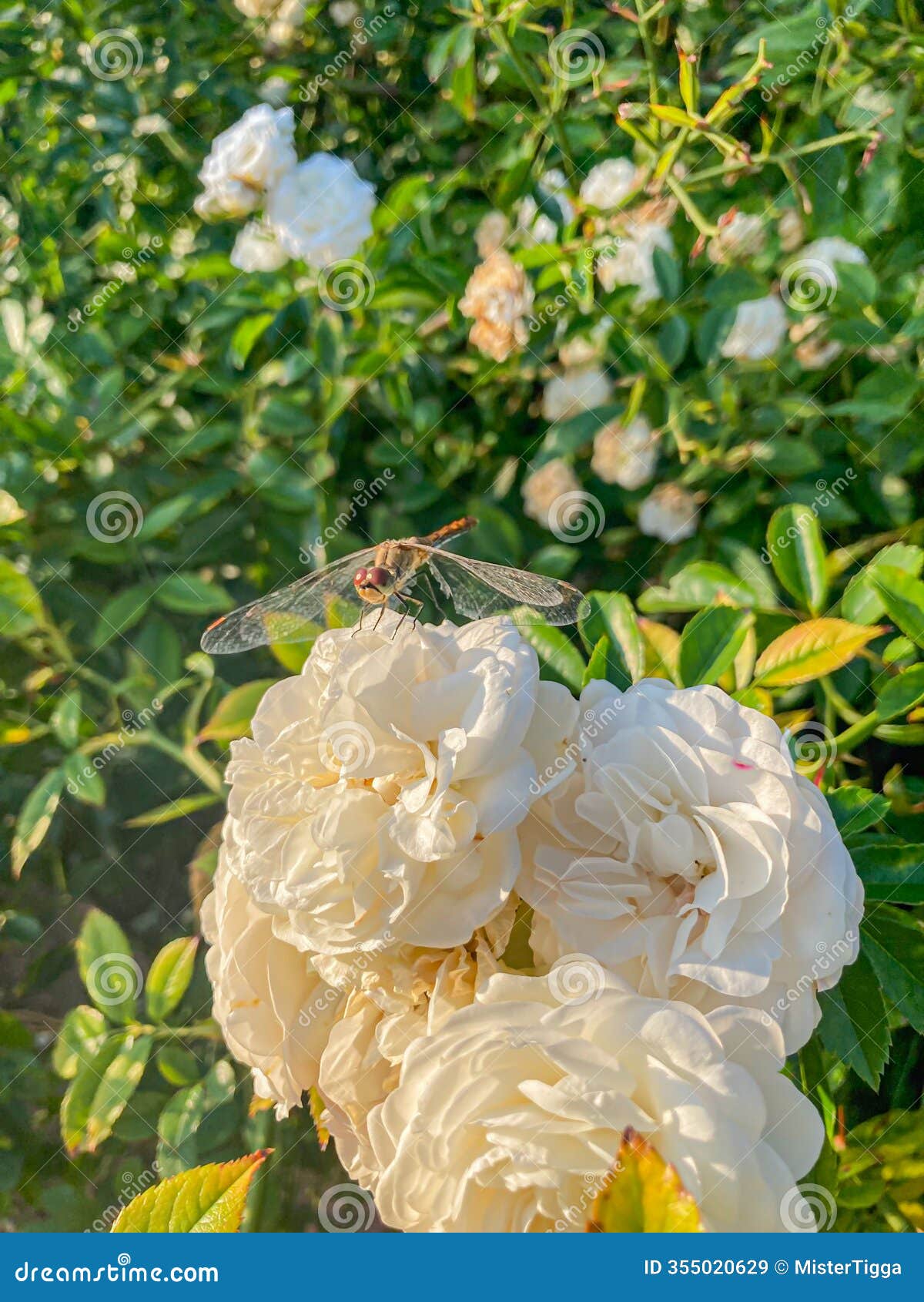 A Tranquil Image Featuring a Dark Brown Dragonfly on a Pink Rose in a ...