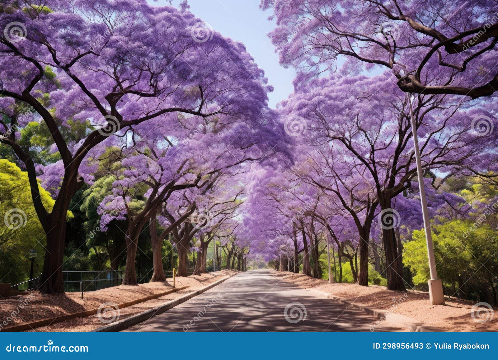 Tranquil Jacaranda Trees Park. Generate Ai Stock Image - Image of ...