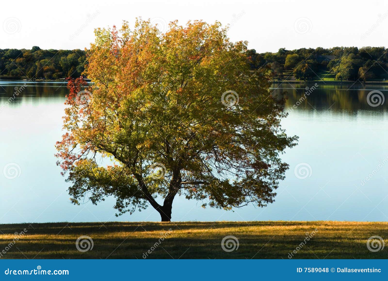 A tranquil lakeside view stock photo. Image of green, majestic - 7589048