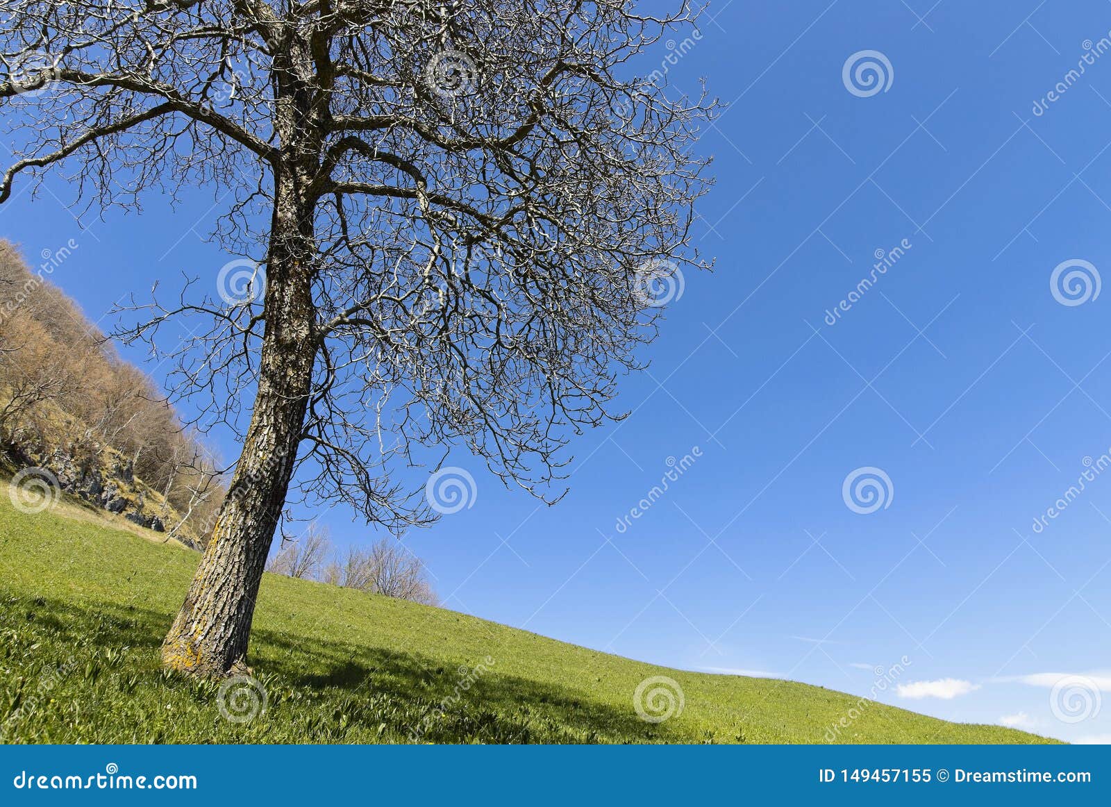 Tranquil Landscape with a Bare Tree in Early Spring Stock Image - Image ...
