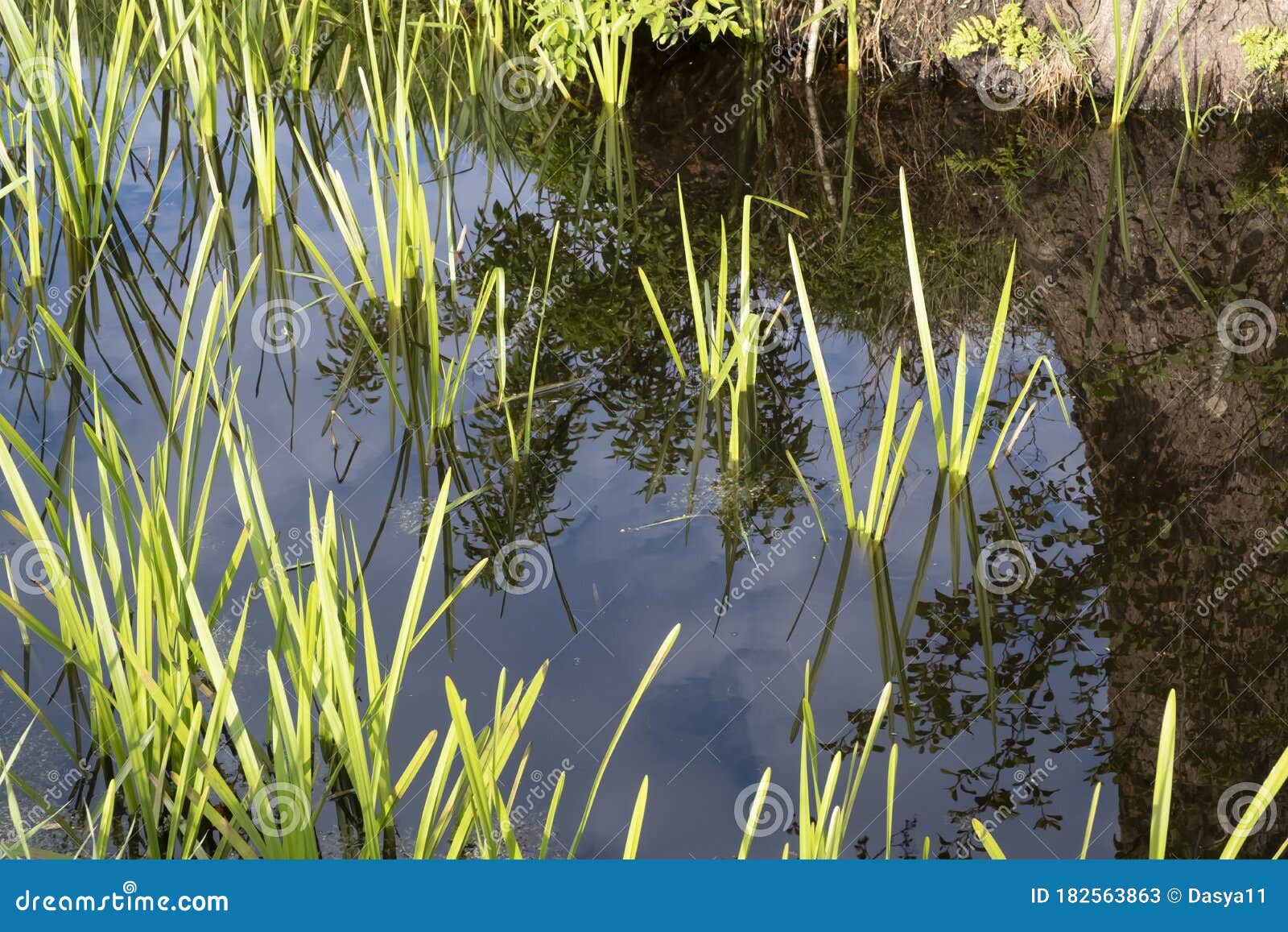 Tranquil Landscape at a Ditch, Grasses and Leaves on the Edge of the ...