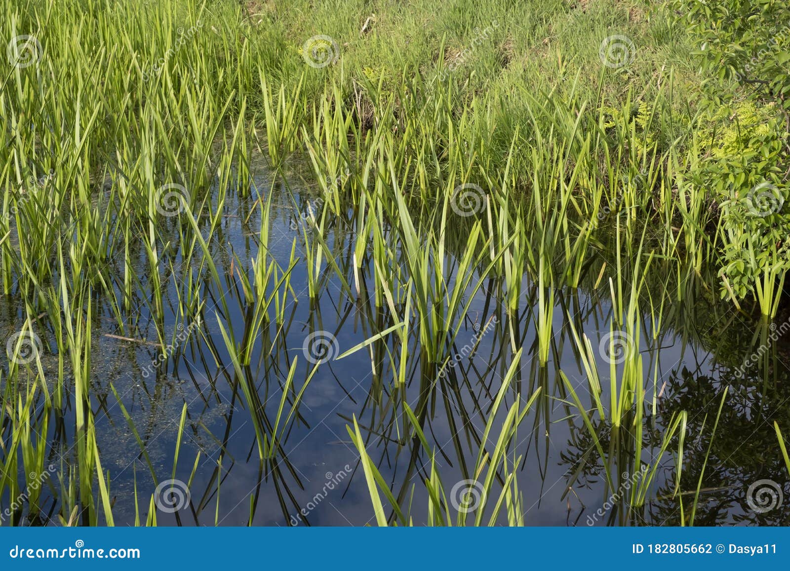 Tranquil Landscape at a Ditch, Grasses and Leaves on the Edge of the ...