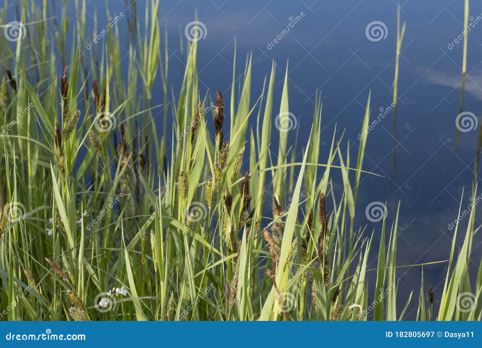Tranquil Landscape at a Ditch, Grasses and Leaves on the Edge of the ...