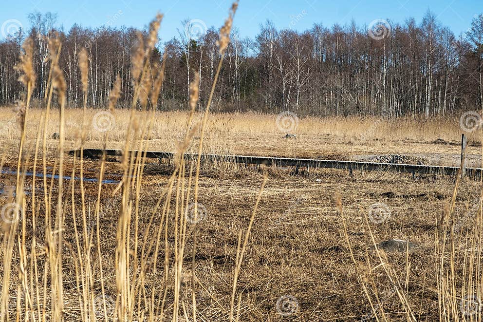Tranquil Landscape of Dry Grassland and Distant Forest. Stock Image ...