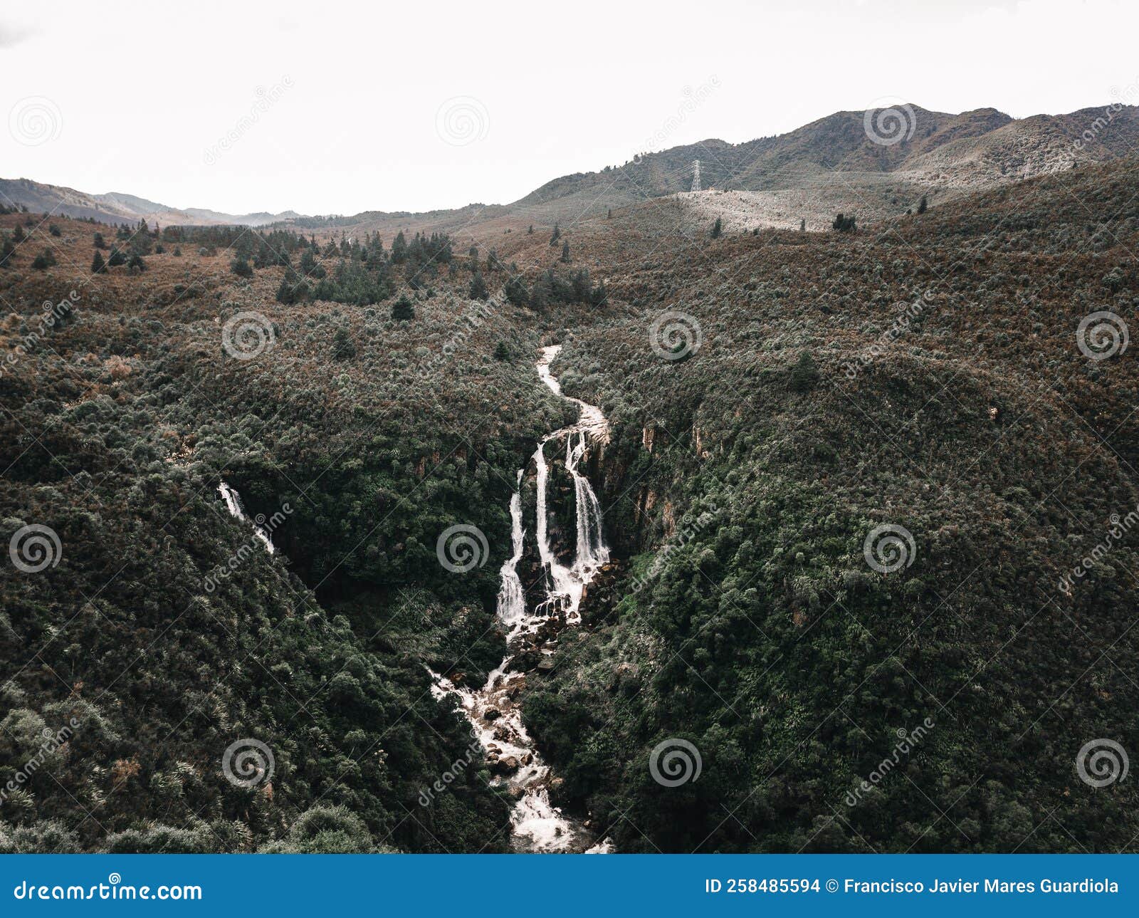 Tranquil Landscape of a Large Forest with Lots of Greenery and Many ...