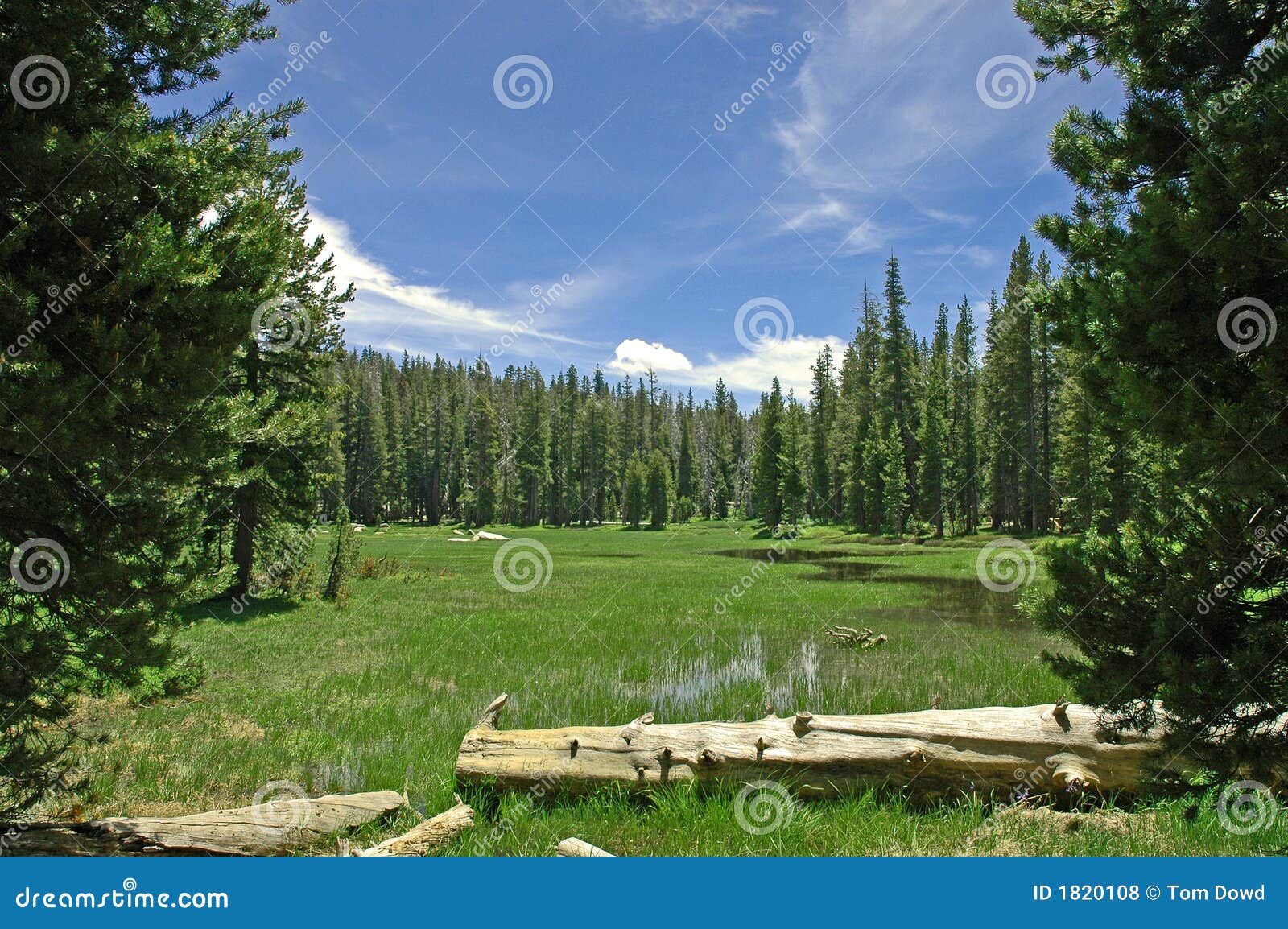 Tranquil Meadow stock photo. Image of still, tree, beautiful - 1820108