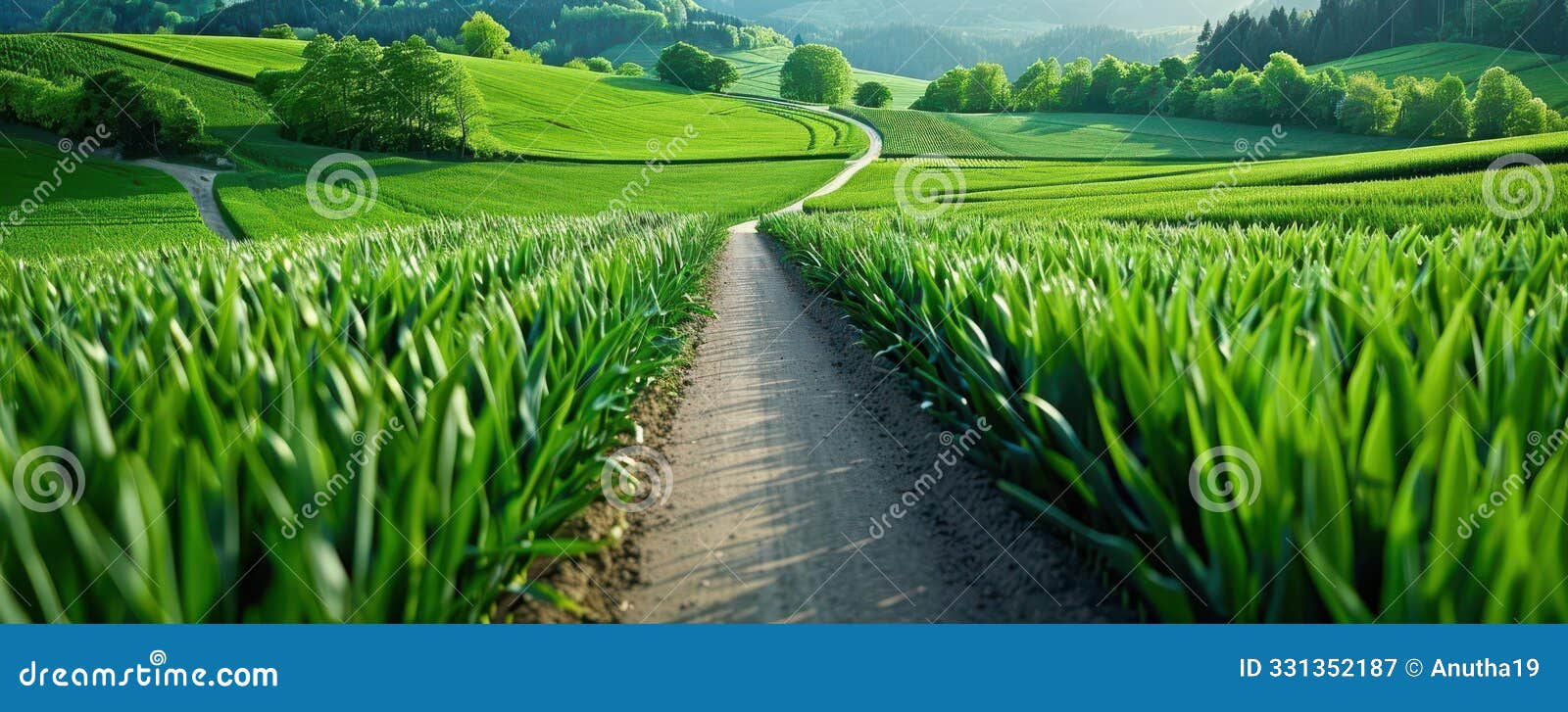 Tranquil Pathway Through Misty Aokigahara Forest In Japan Stock Photo ...