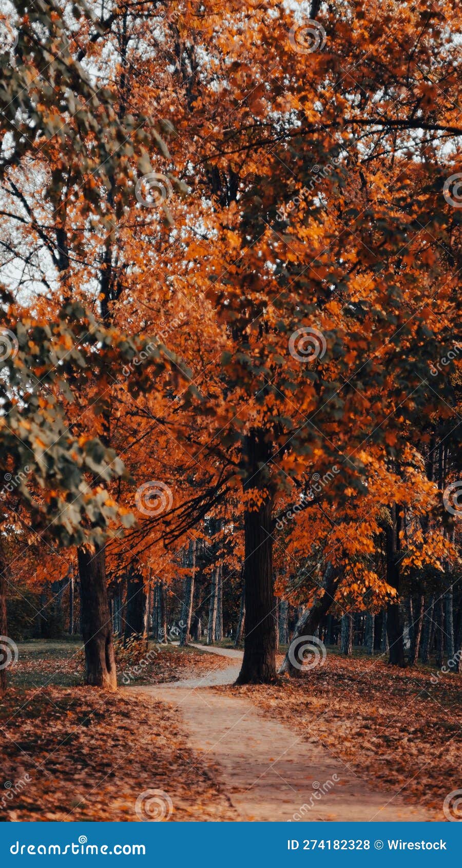 A Pathway with Some Trees on Each Side and Leaves on the Ground Stock ...