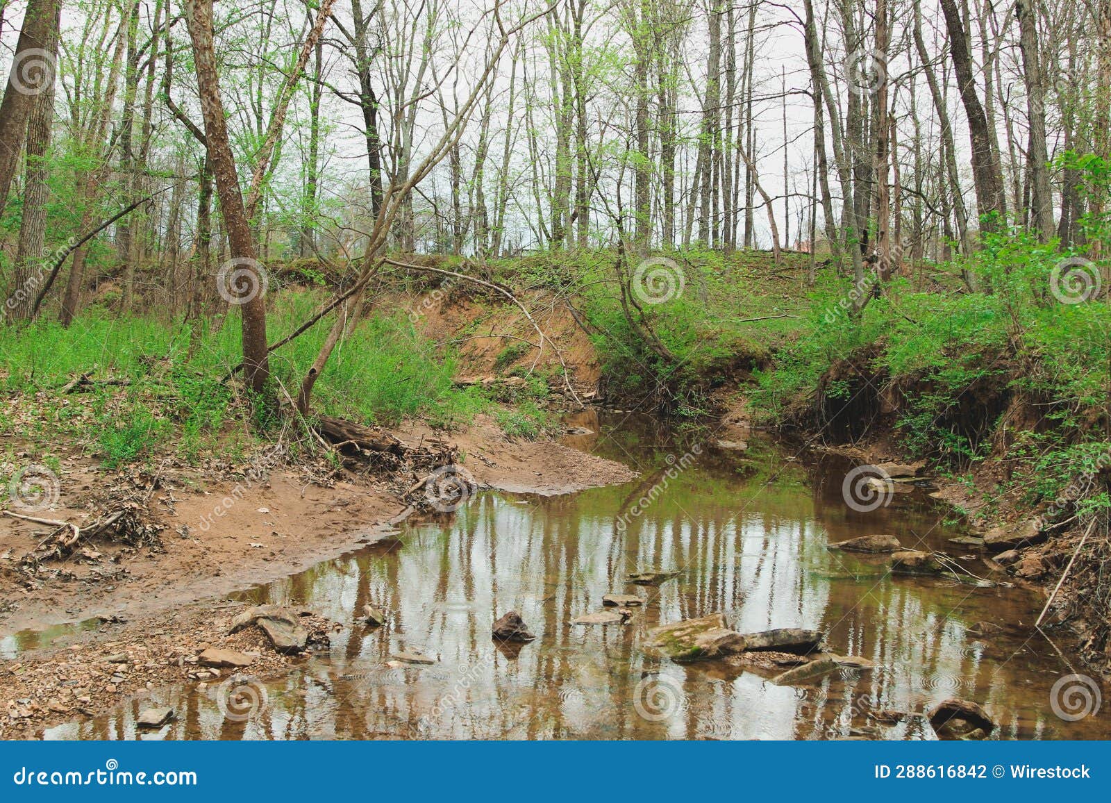 Tranquil Pond with a Muddy Bottom and a Reflective Surface in a Forest ...