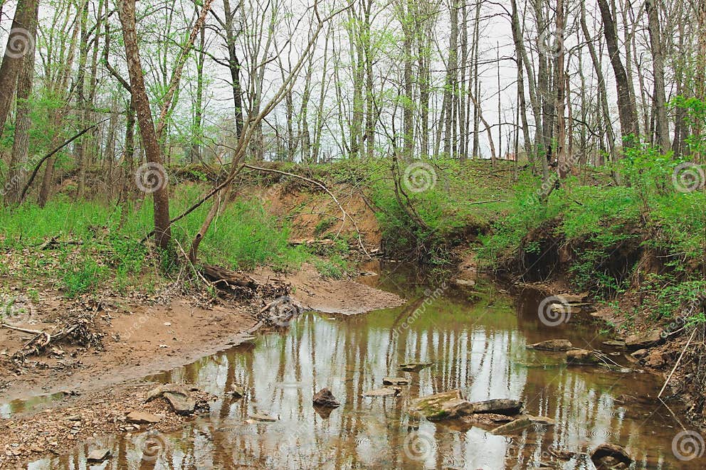 Tranquil Pond with a Muddy Bottom and a Reflective Surface in a Forest ...