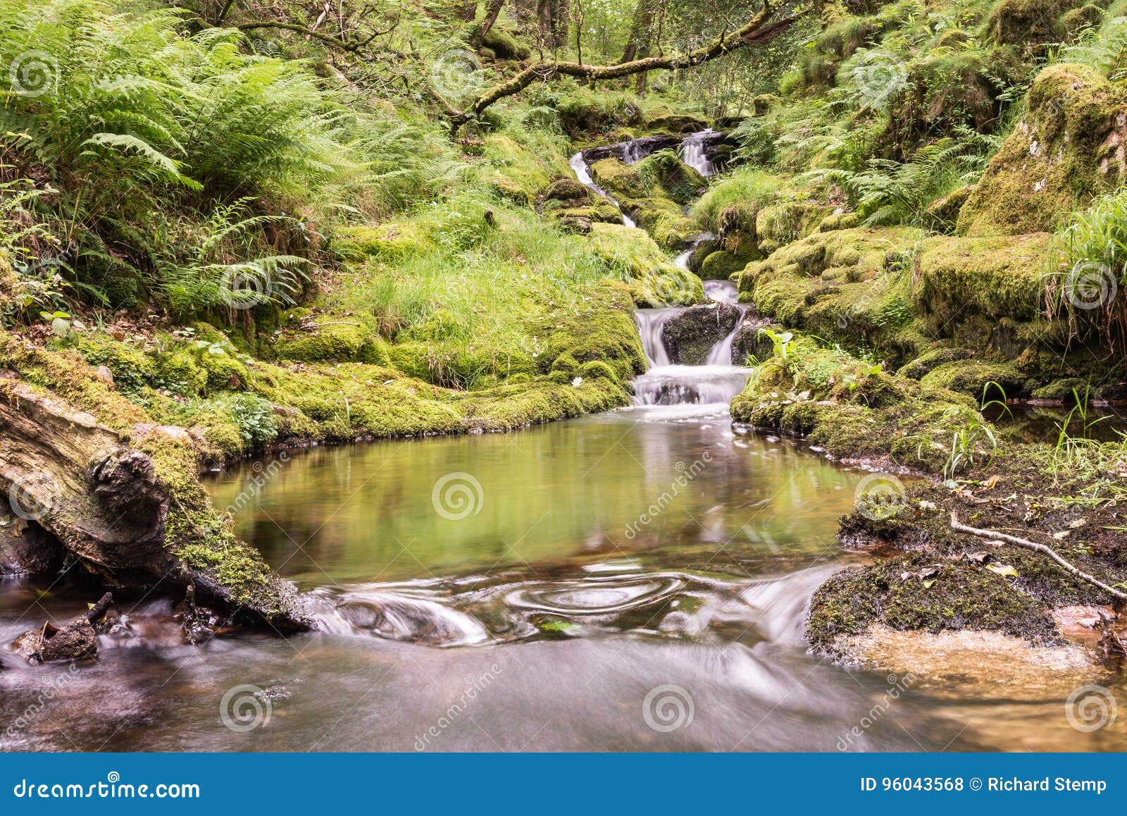 Tranquil Pool stock photo. Image of beautiful, calm, forest - 96043568