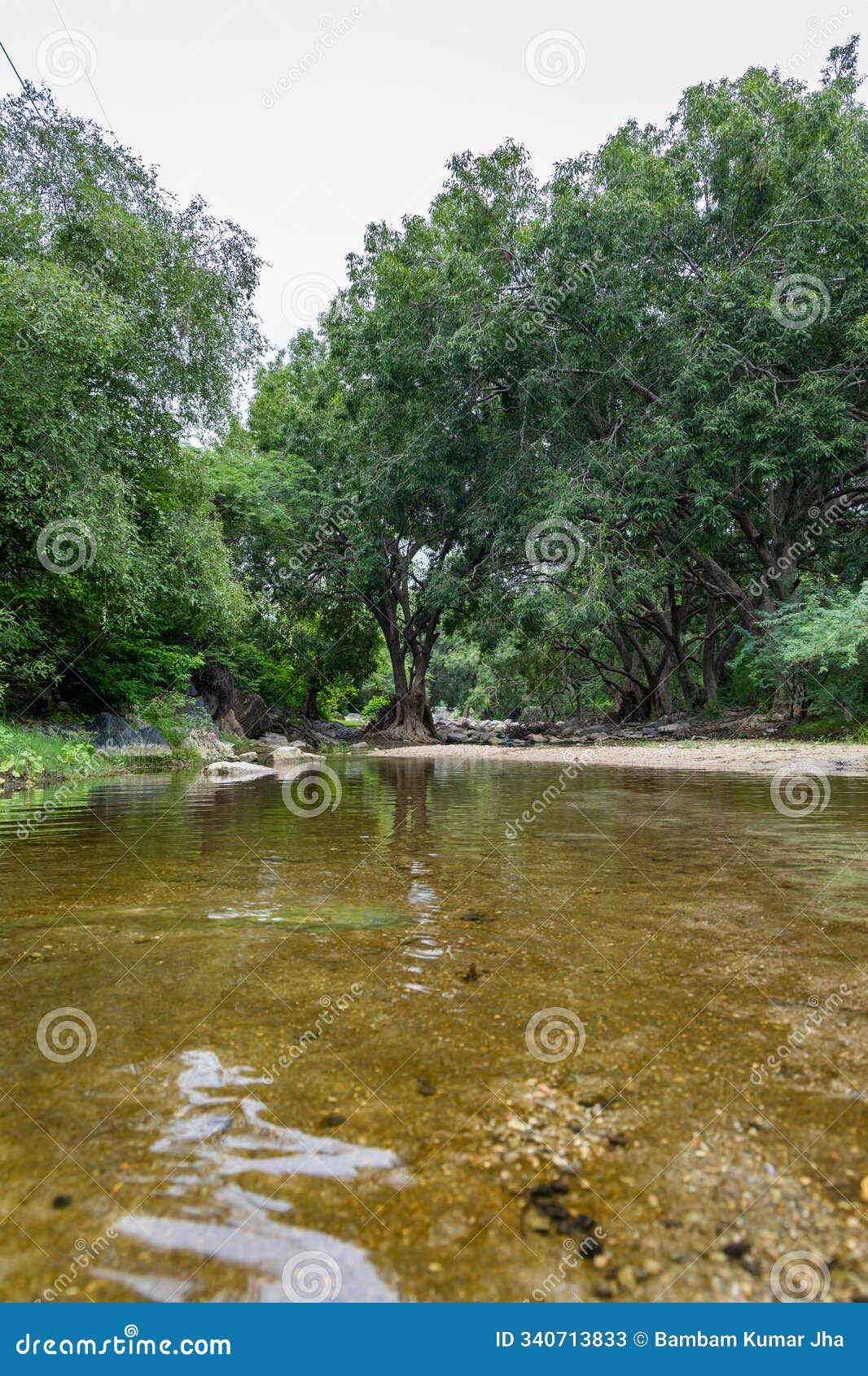 Tranquil Rainforest Scene with Calm River Water and Dense Greenery at ...