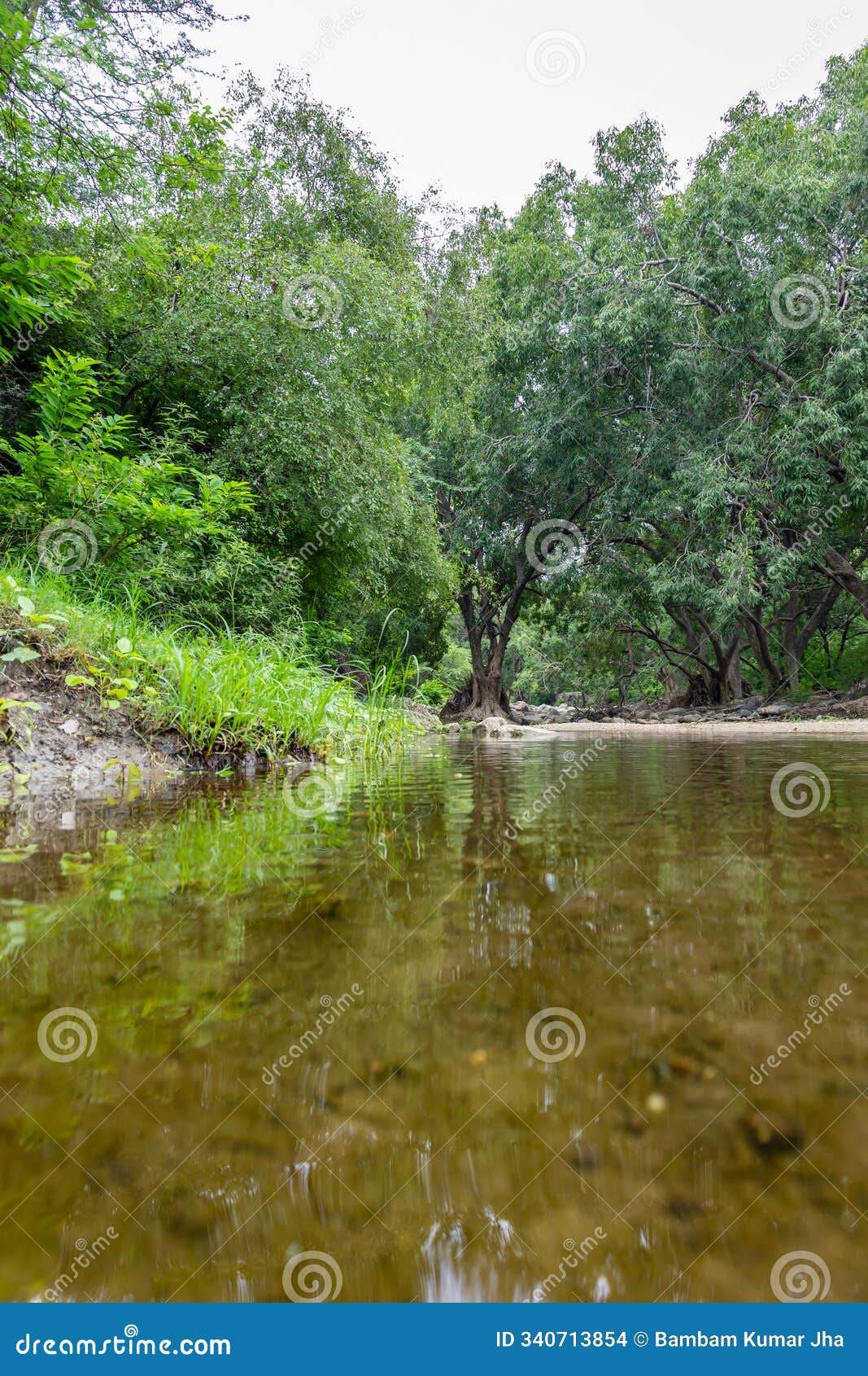 Tranquil Rainforest Scene with Calm River Water and Dense Greenery at ...