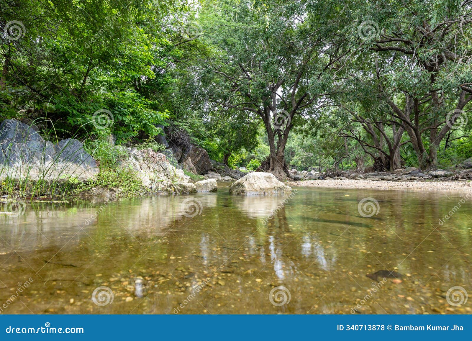 Tranquil Rainforest Scene with Calm River Water and Dense Greenery at ...
