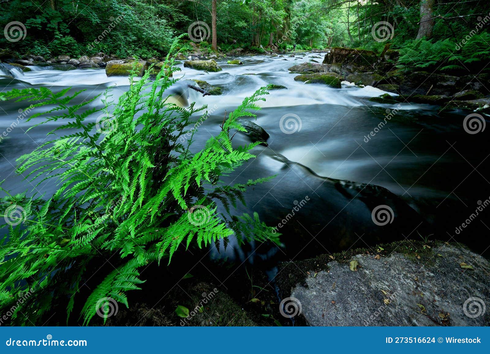 Tranquil River Surrounded by Lush Green Mossy Forests is Pictured, with ...