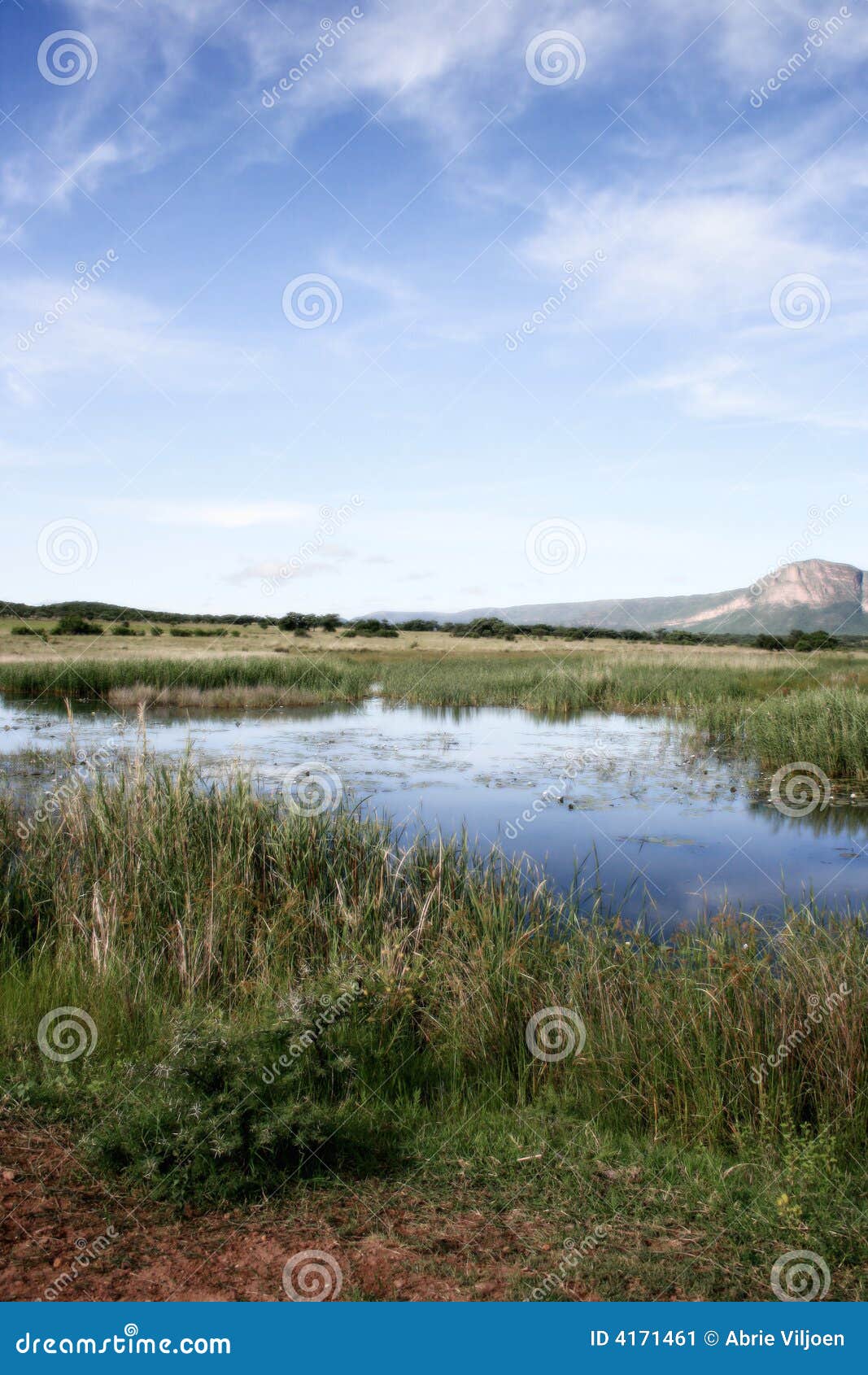 Tranquil scene stock image. Image of harmony, plants, lake - 4171461