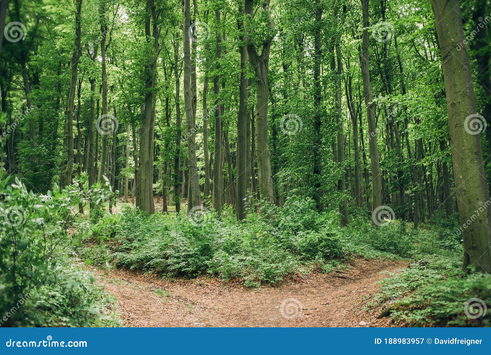 Fork Of A Path In A Two-color Field. Two Roads To The Right And Left To ...
